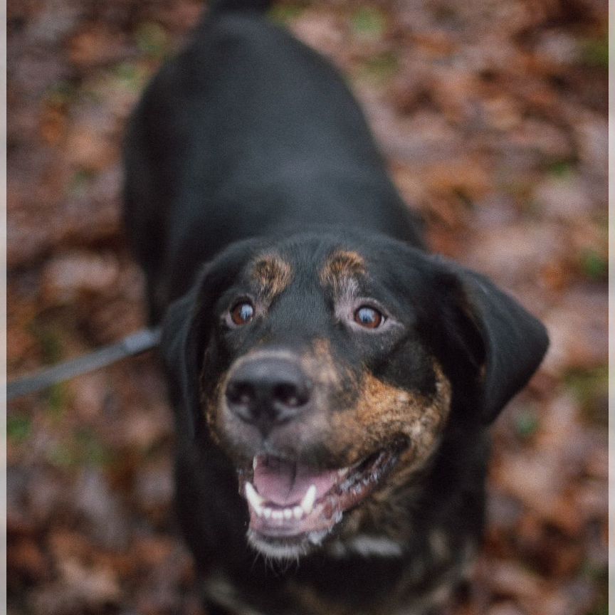 Лабрадор-ретривер, взрослая собака