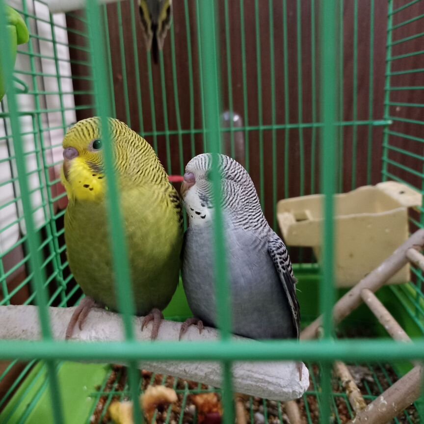 Птенцы волнистый попугай