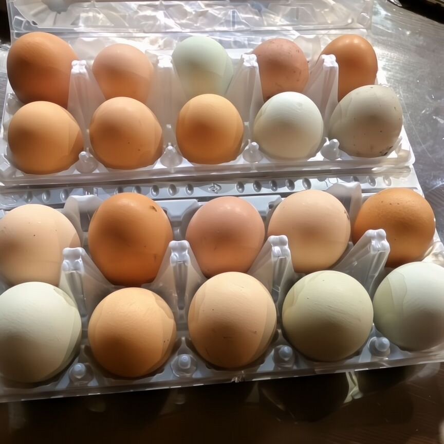 Принимаем заявки на куриные инкубационные яйца