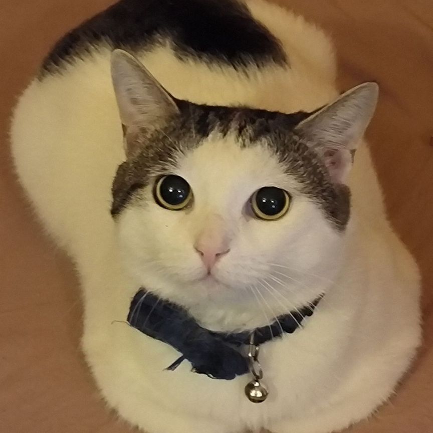 Милый уличный котик ищет дом
