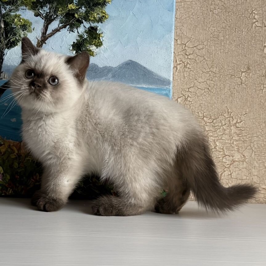 Британский короткошёрстный котёнок