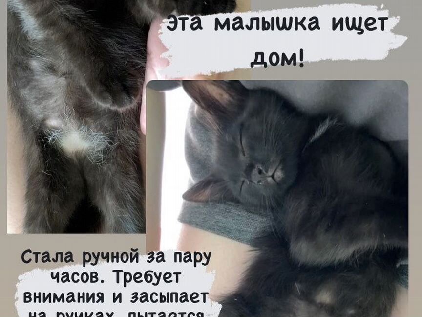 Котенок