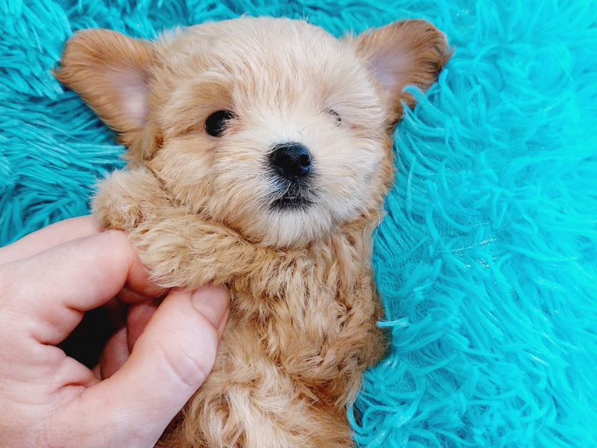 Мальтипу мини f1 девочка