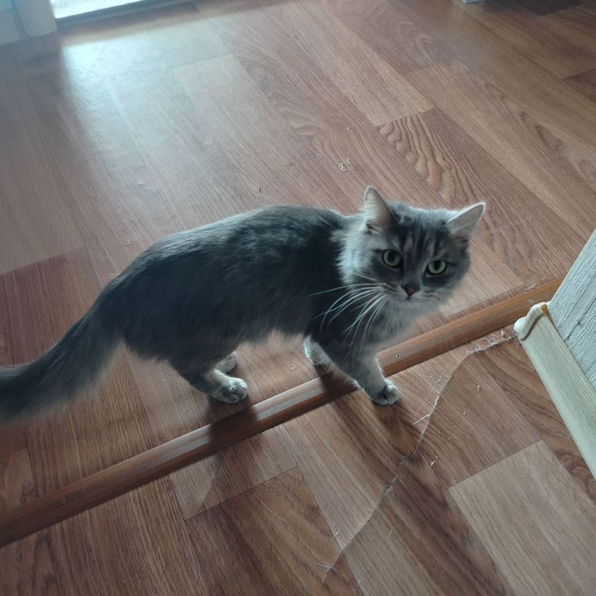 Кошка в дар