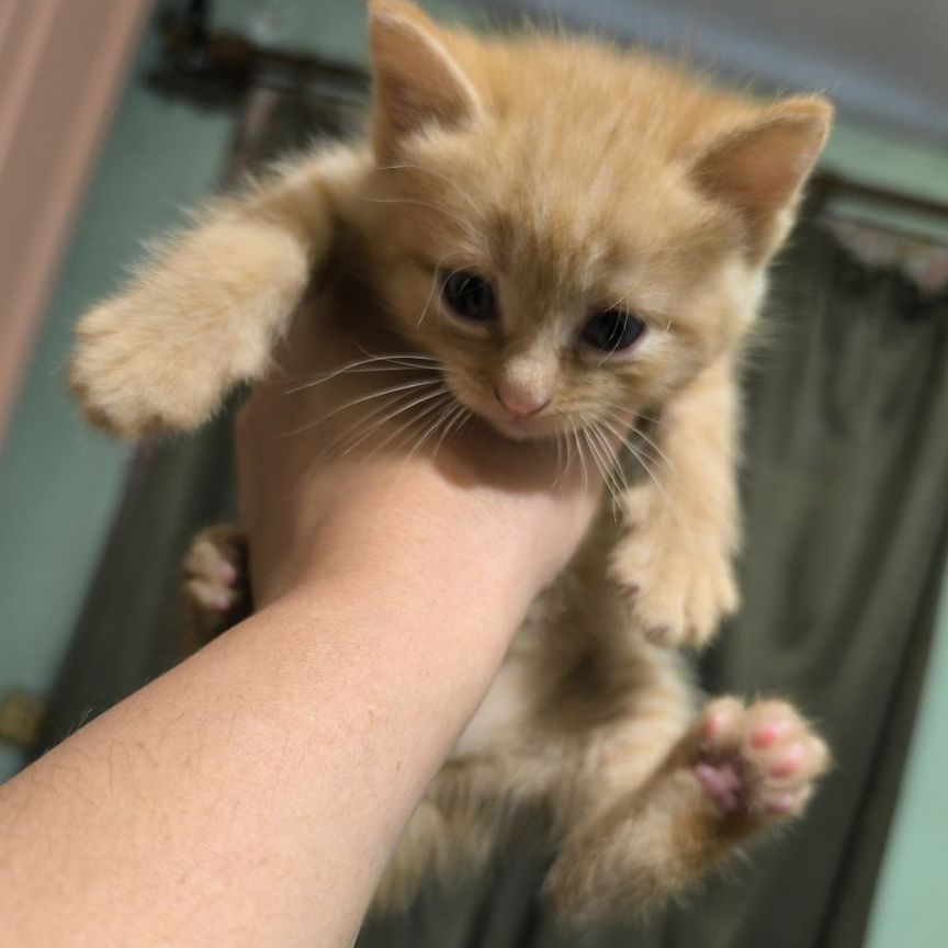 Котёнок в добрые руки