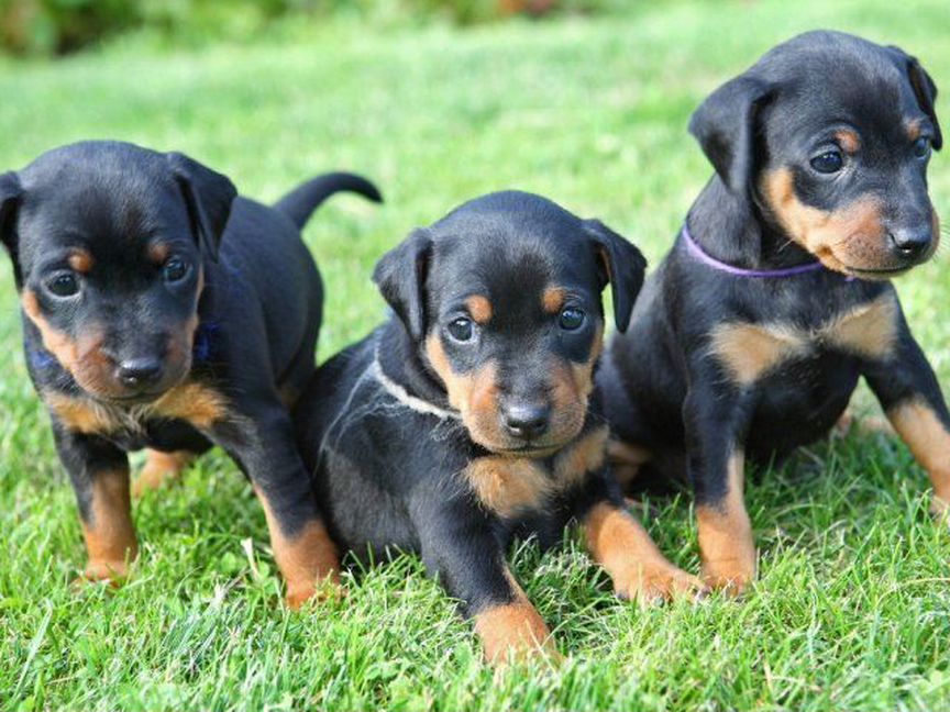 Щенки цвергпинчера мини