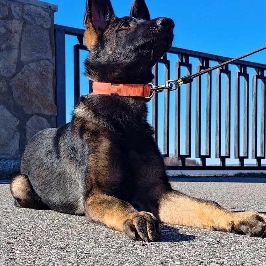 Немецкая овчарка, щенок