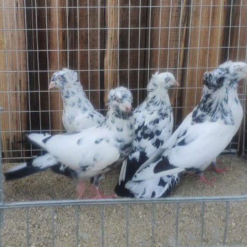 Голуби кормилки (американцы)