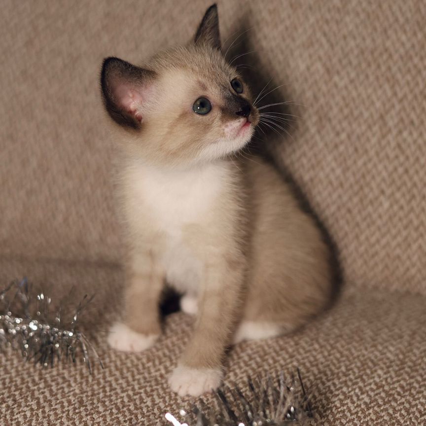 Сноу-Шу котёнок