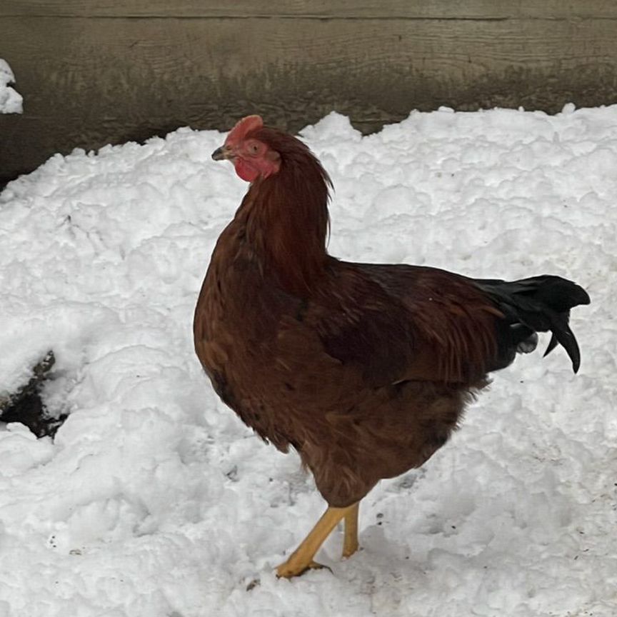 Петух кучинский юбилейный