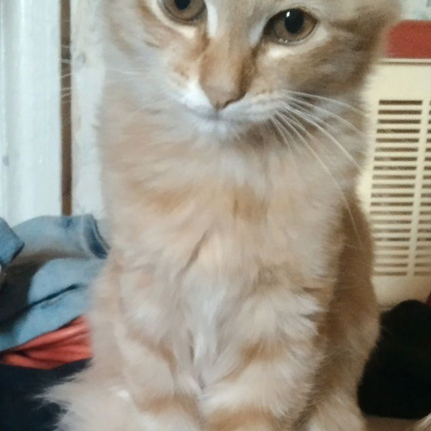 Котенок 3месяца