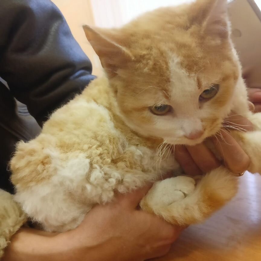 Рыжий котенок