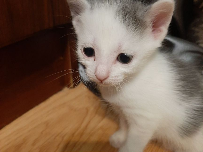 Кошка в дар бесплатно