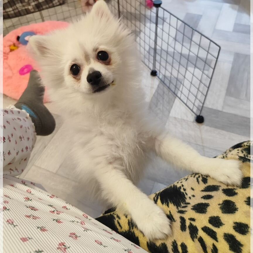 Померанский шпиц, щенок