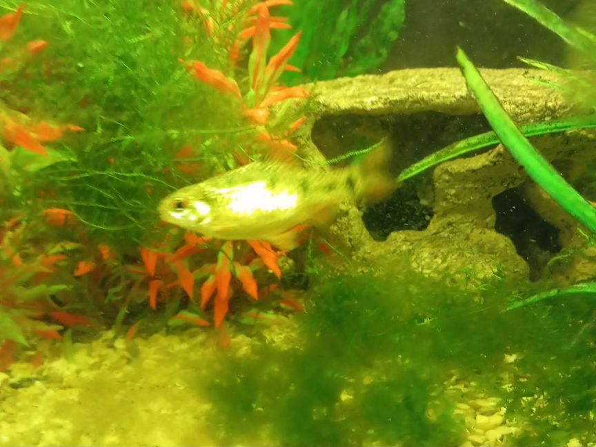 Аквариумные рыбки барбусы