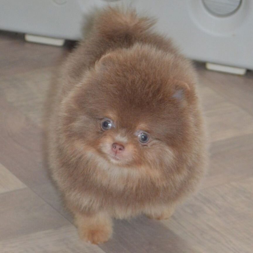 Померанский шпиц, щенок