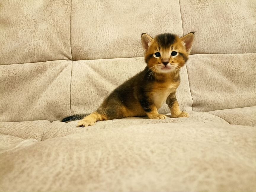 Чаузи Ф4 (20 процентов камыша)