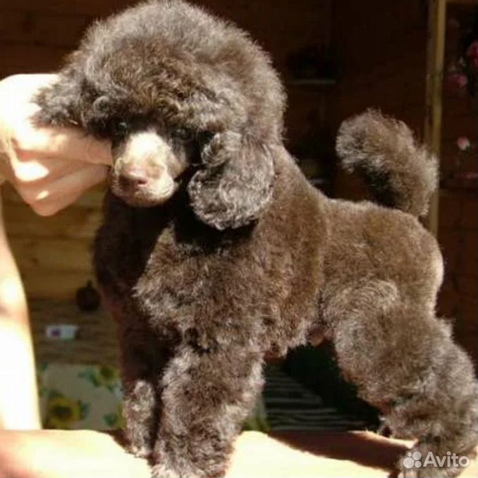 Шоколадная тоечка