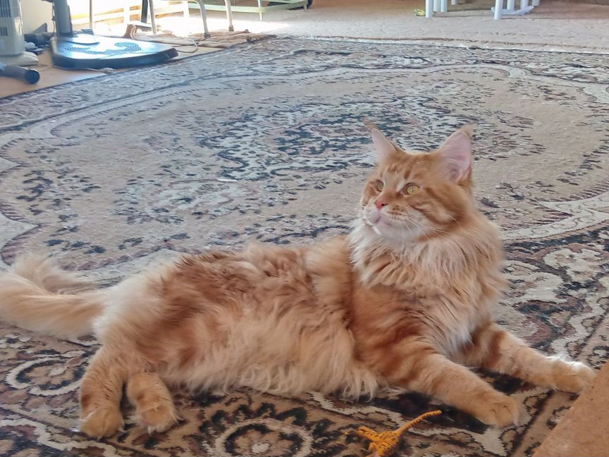 Мейн-кун вязка