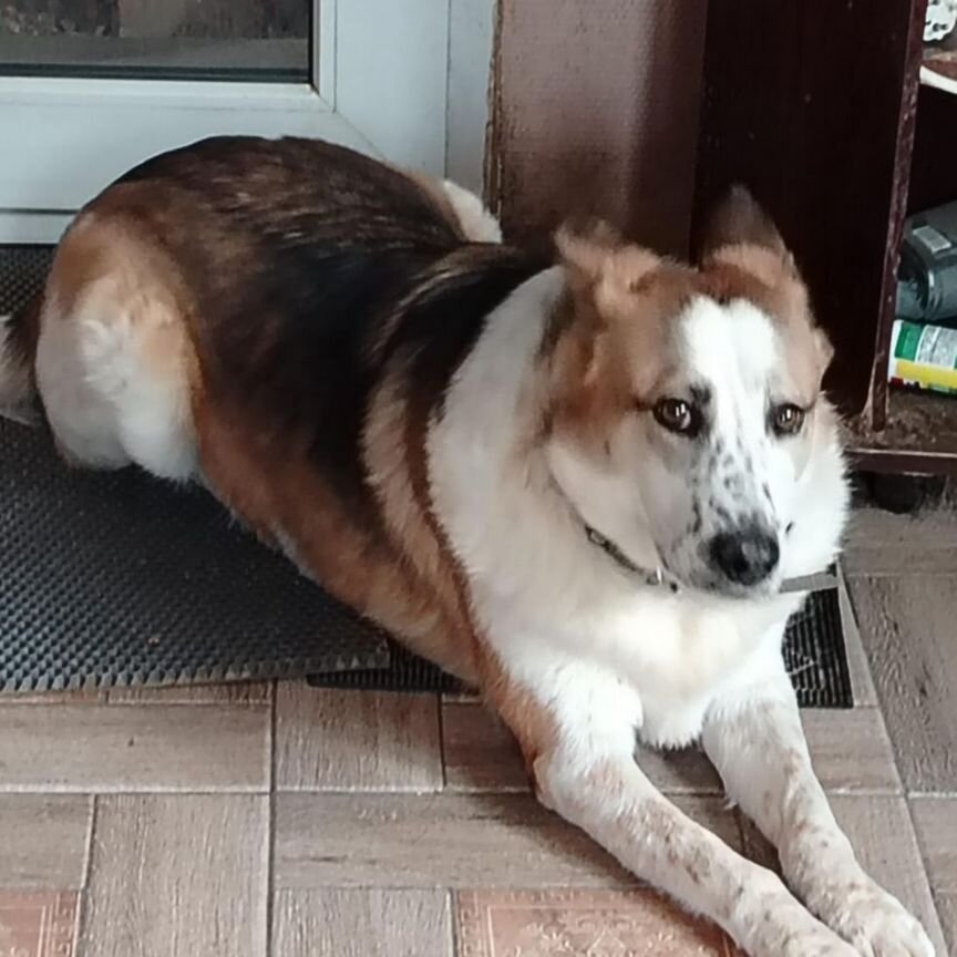 Метис кобель кастрирован