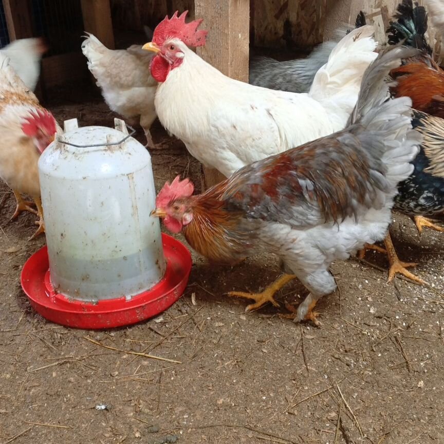 Петушки 7 месяцев