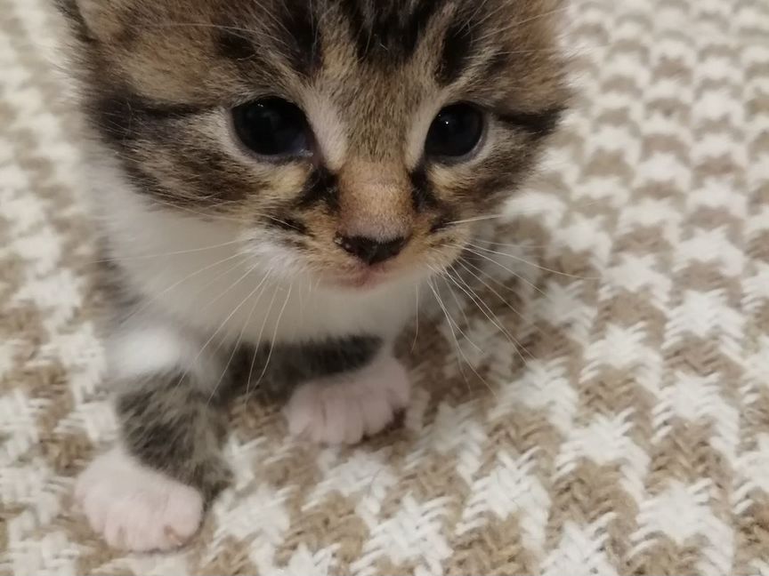 Котята с доставкой