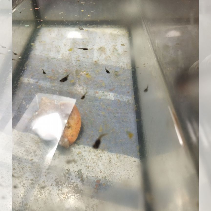 Мальки гуппи