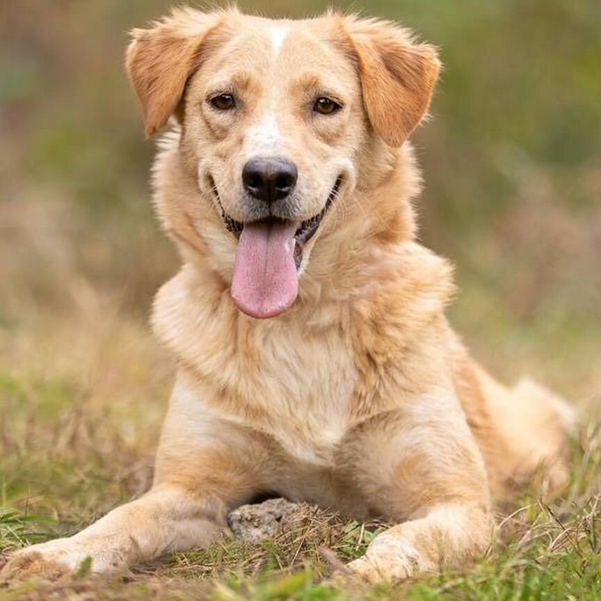 Собака в добрые руки