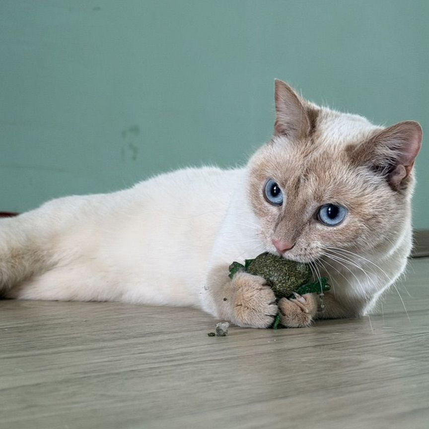 Взрослая, Девочка кошка в добрые руки