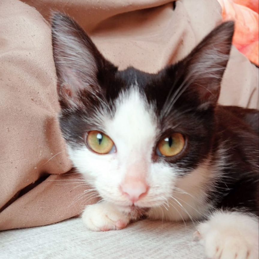 Котёнок в добрые руки