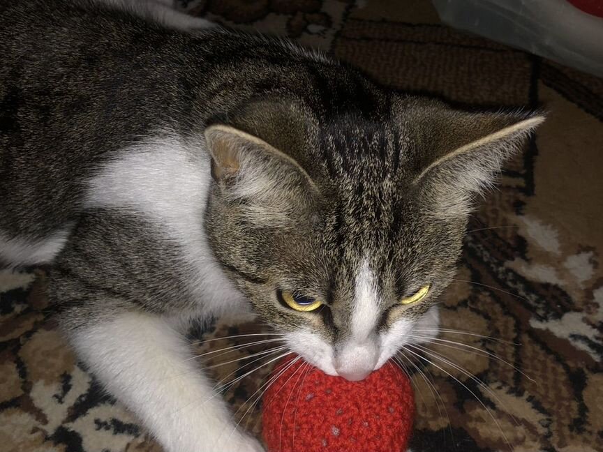 Вязанные мячики для котят