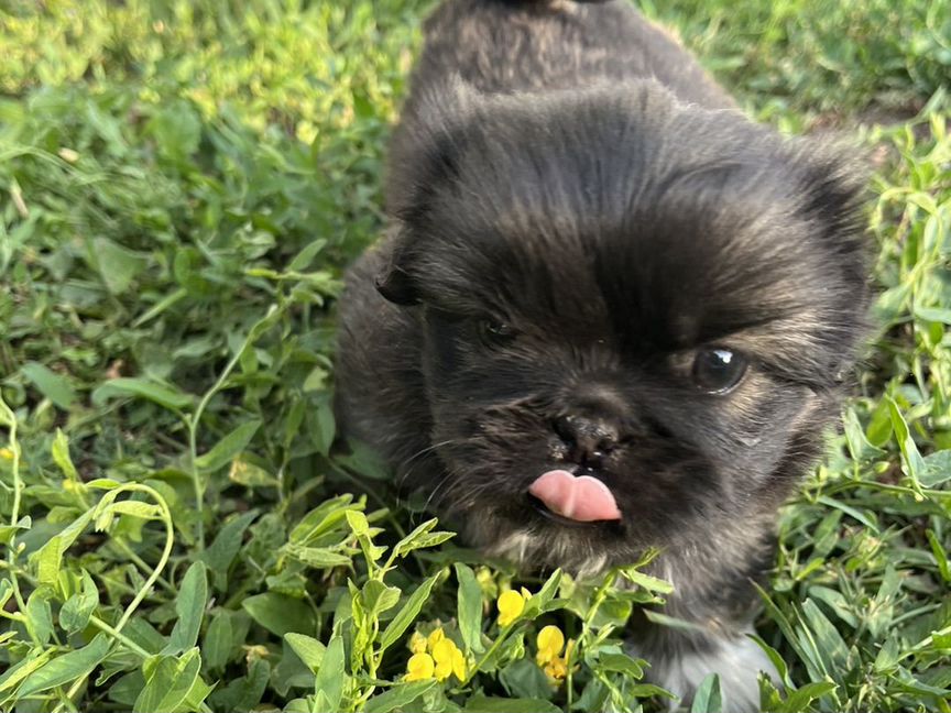 Продается щенок пекинеса, родители оба пекинесы