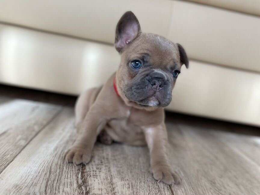 Французский бульдог щенки