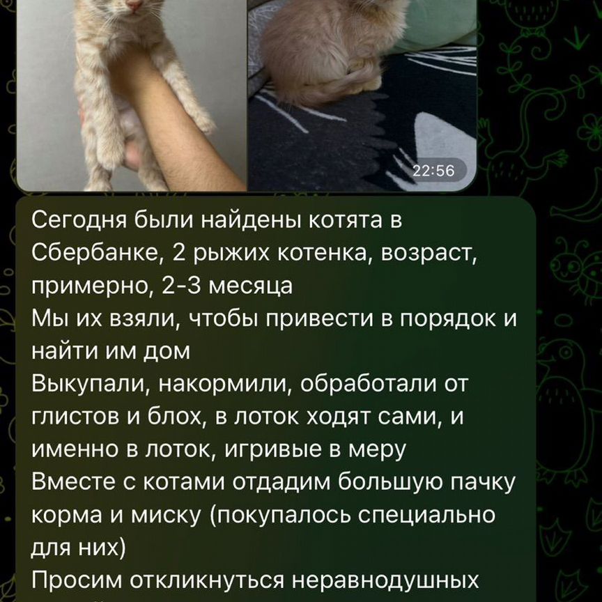 Два рыжих котенка в добрые руки