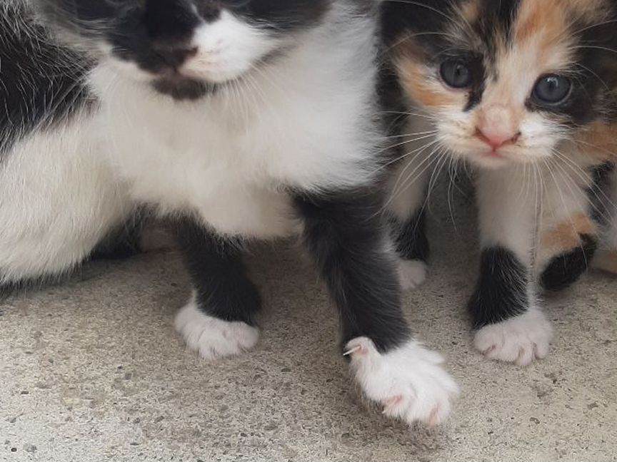 Отдам котят в самые добрые руки бесплатно
