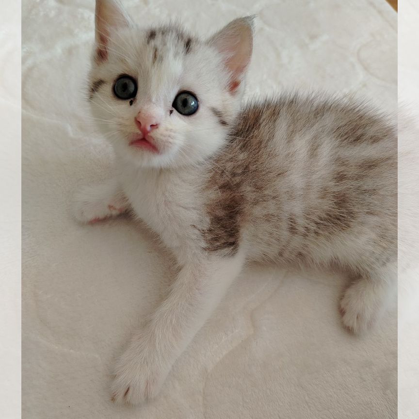 Британский короткошёрстный котёнок