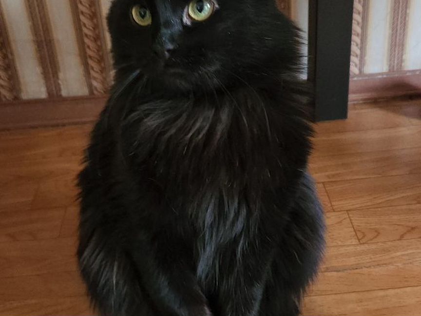 Кот в дар