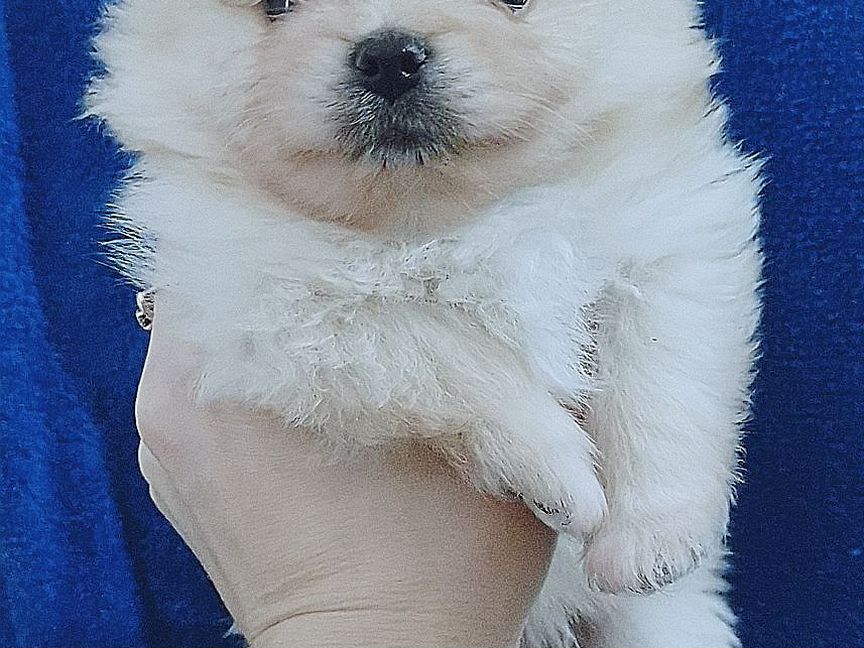 Шпиц мишка мини малышка