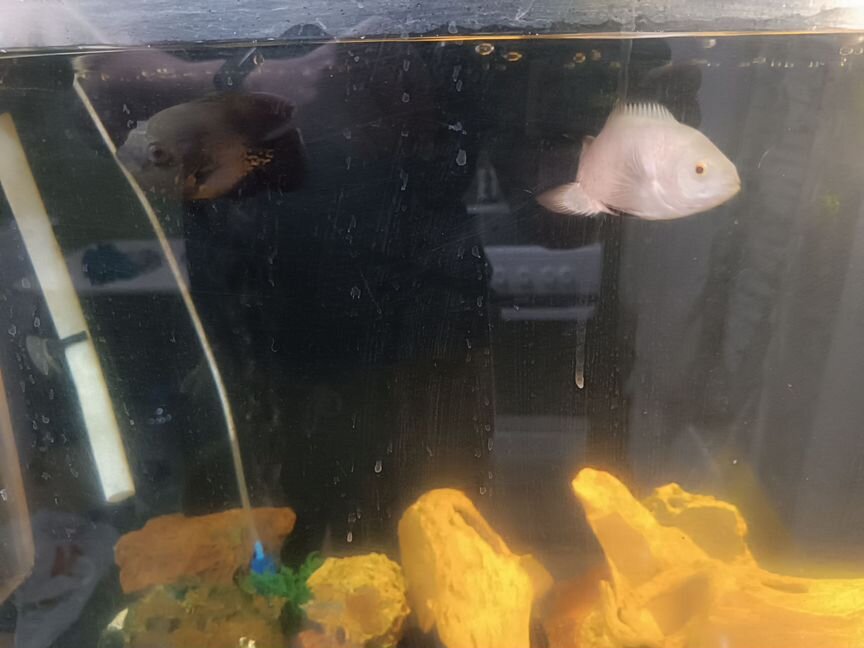 Астронотусы