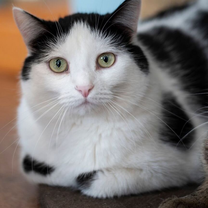 Взрослый кот в добрые руки