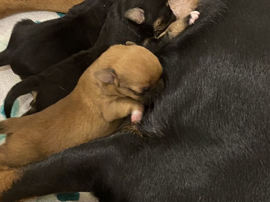 Собака в добрые руки щенок