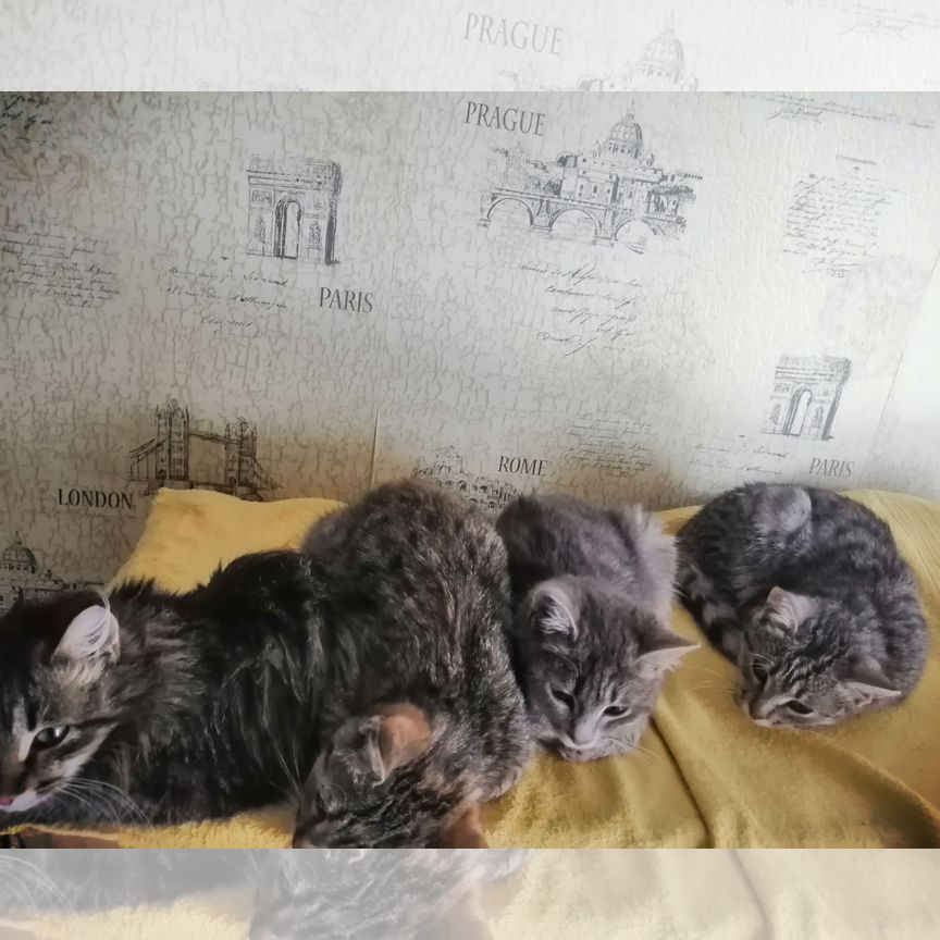 Отдам в добрые руки милых котят