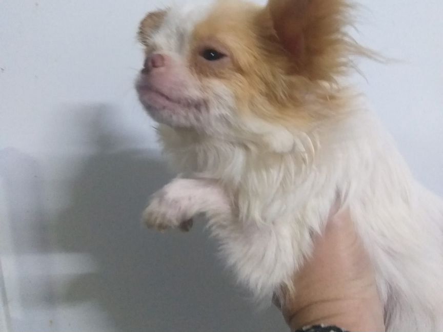 Чихуахуа мини девочка