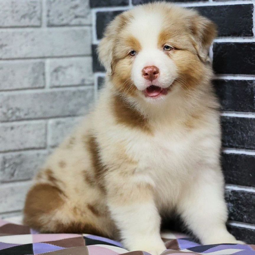 Австралийская овчарка, щенок