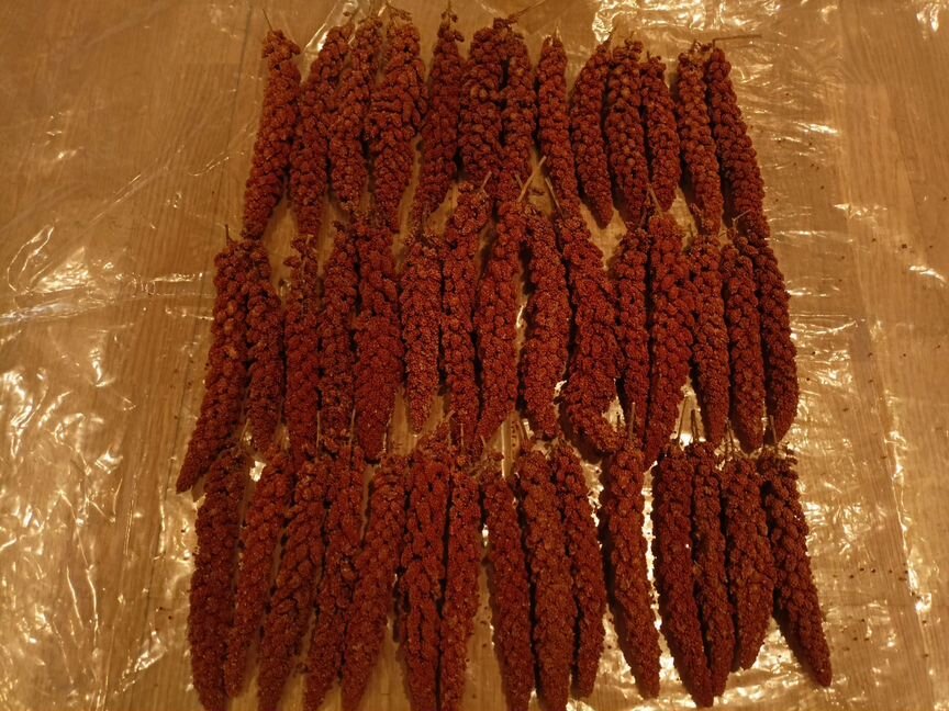 Чумиза (красное синигальское просо)