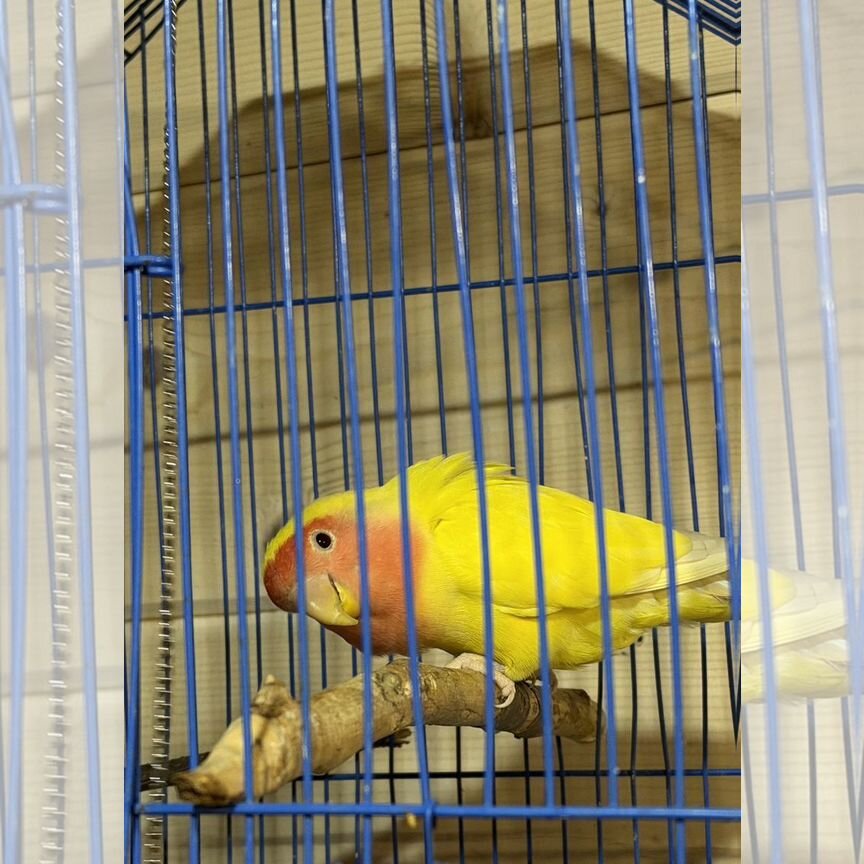 Попугай неразлучник самка