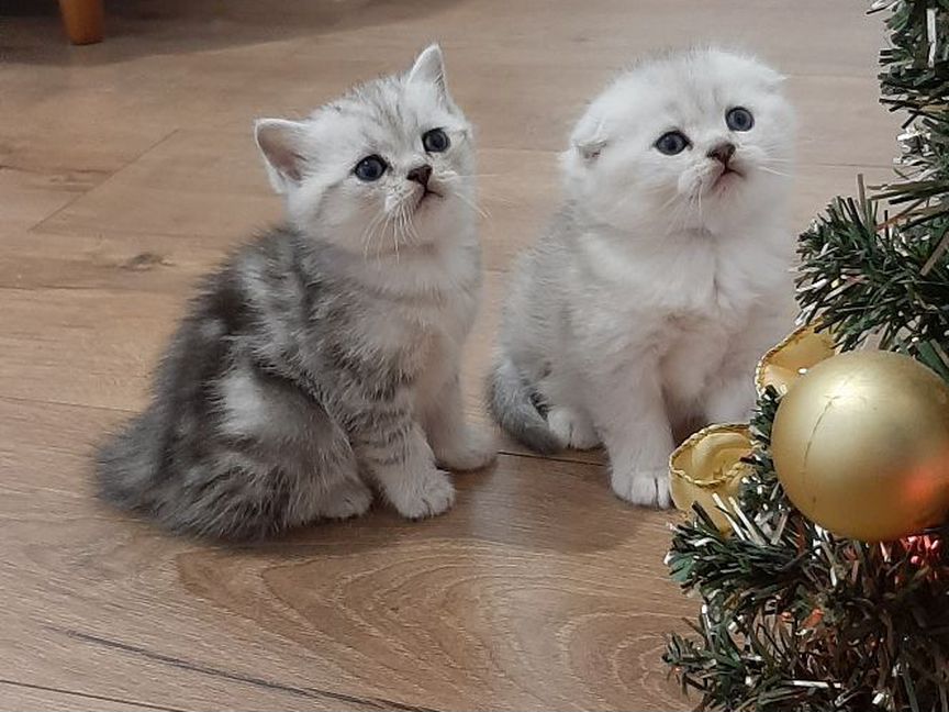 Шотландские вислоухие котята шиншилла