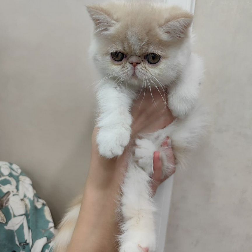 Красивый экзотический котёнок
