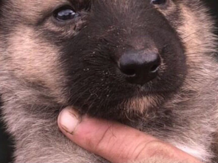 Коржик и Карамелька, Пуш, 1,5 мес