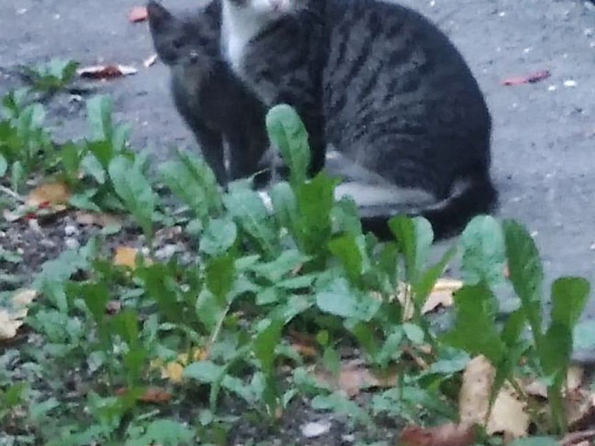 Жуча и Шуша